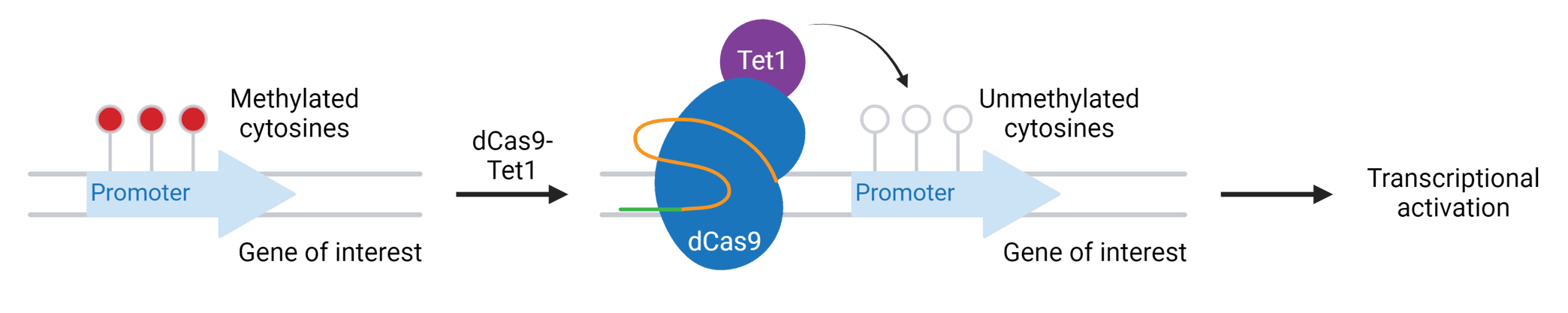 CRISPR 101: Epigenetics and Editing the Epigenome CRISPR 101: Epigenetics and Editing the Epigenome